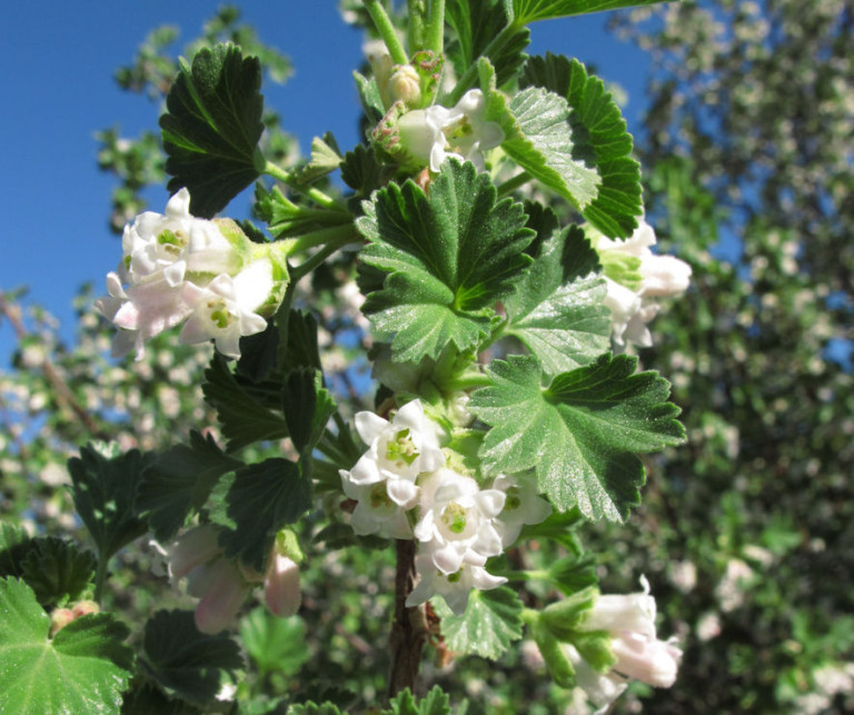 Red-flowering Currant – Derby Canyon Natives