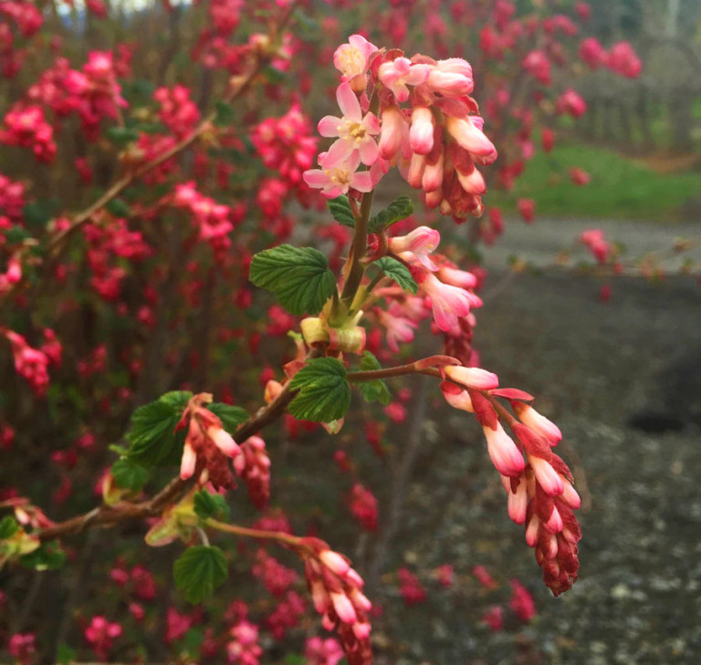 Red-flowering Currant – Derby Canyon Natives