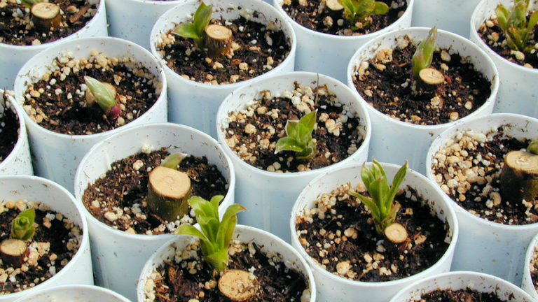 Live stakes and cuttings – Derby Canyon Natives