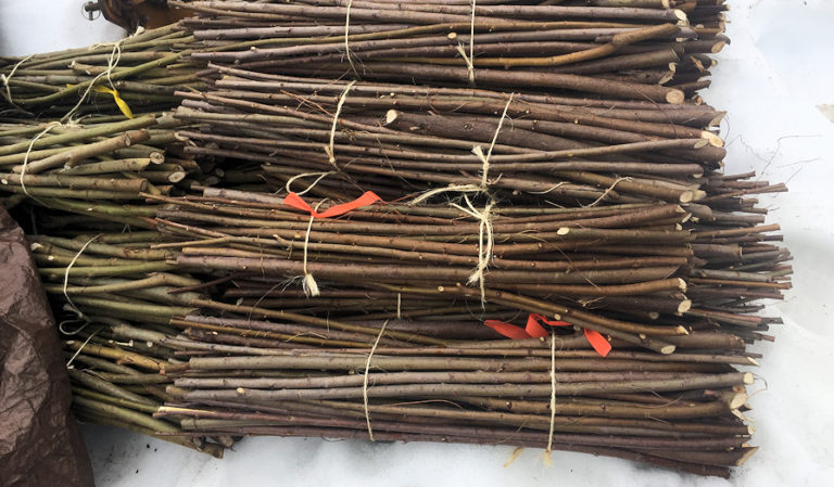 Live stakes and cuttings – Derby Canyon Natives