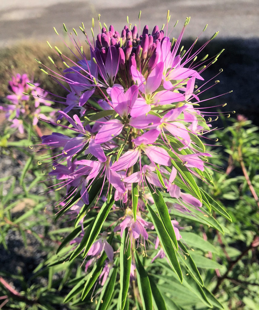 The best native plants for native bees – Derby Canyon Natives